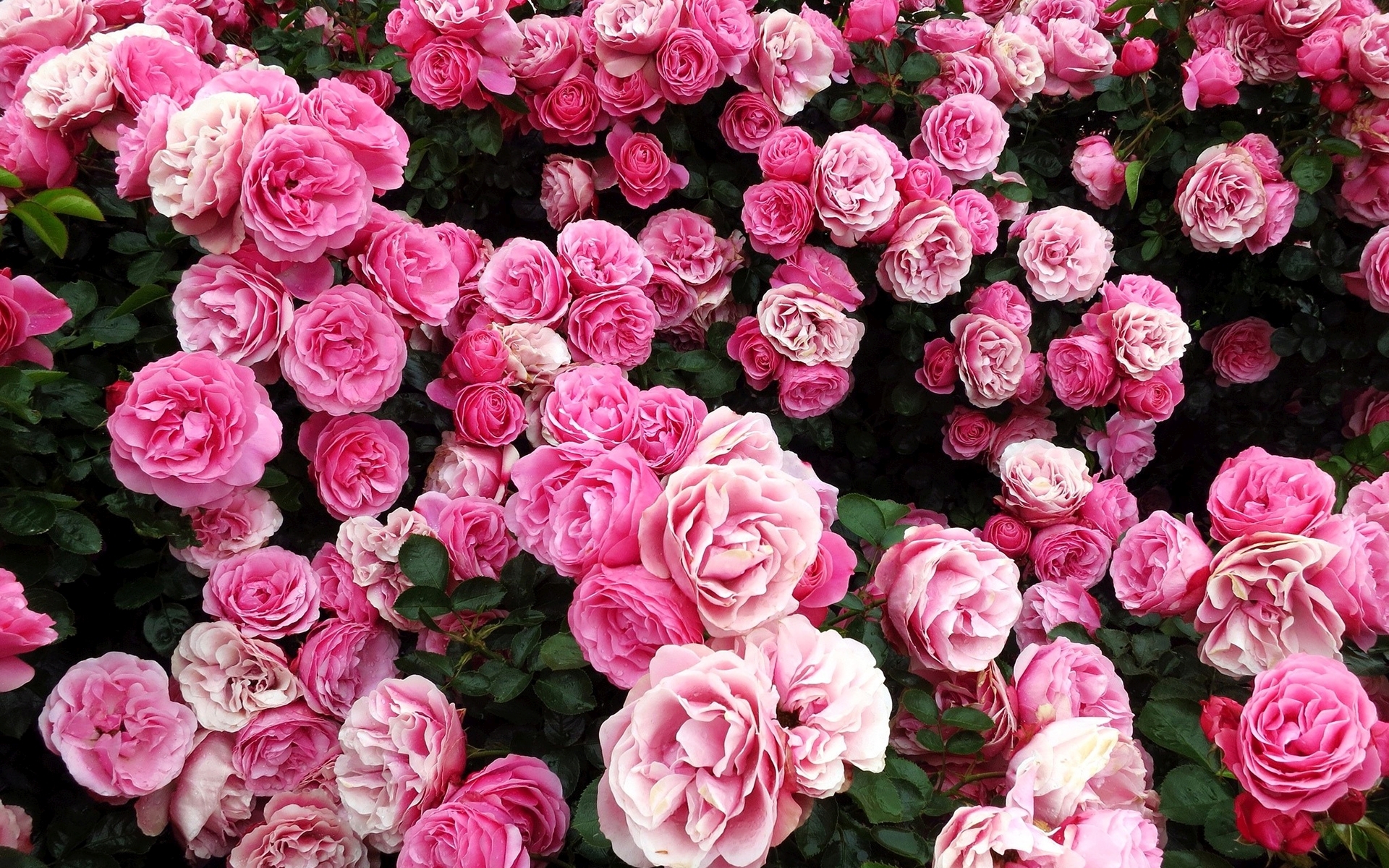 high-quality-rose-flower-extract-rose-petal-extract-buy-herbal